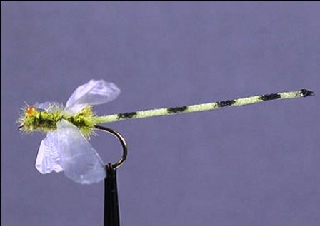 Blue and Olive Adult Damsel - Fly Fishing Gear & Fly Fishing Australia ...